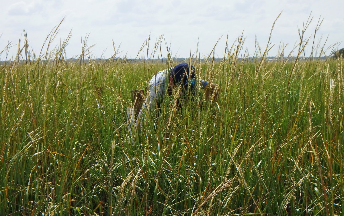 Through the grass, on the platform – NERRds on the Water