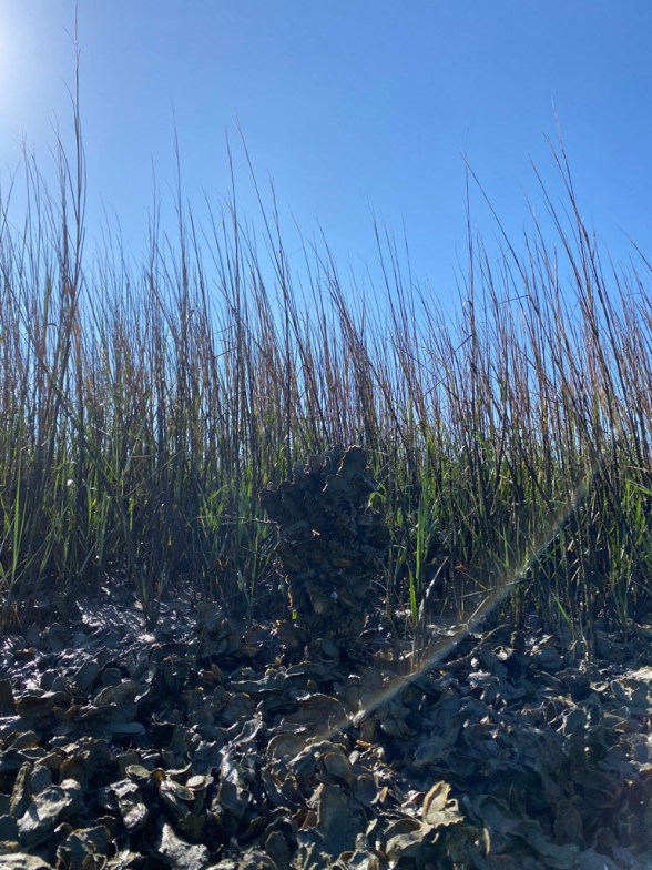 Day in the Life of Oyster Monitoring – NERRds on the Water